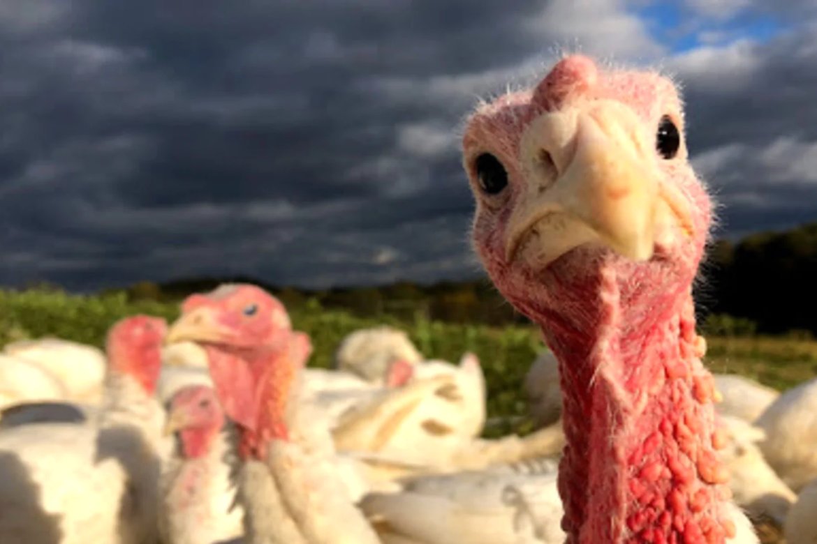 Did You Know… ? Camarillo White Horses | Totally Local VC